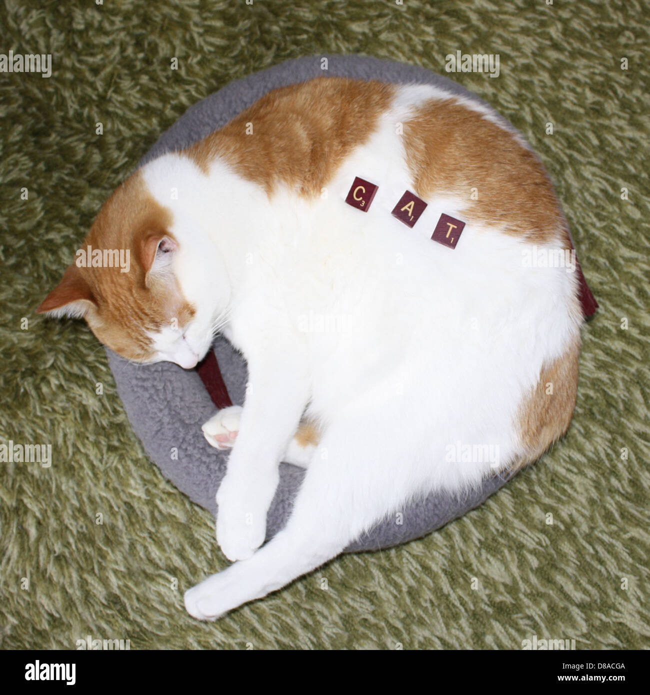 A stock photo featuring a cat, capturing its features and expressions ...