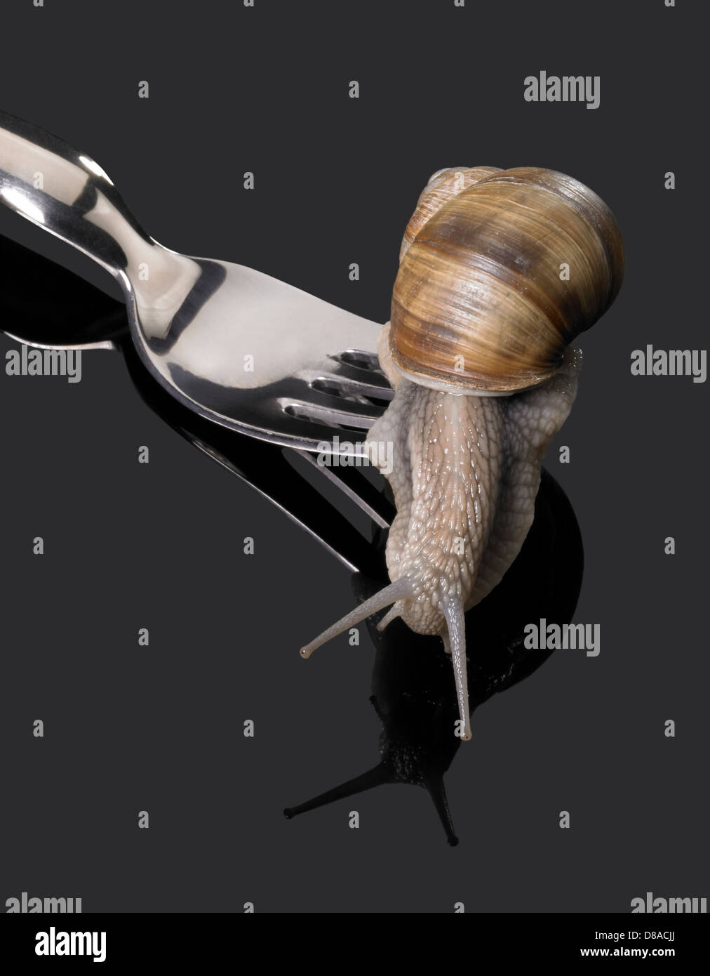 studio photography of a Grapevine snail leaving fork rakes in dark ...
