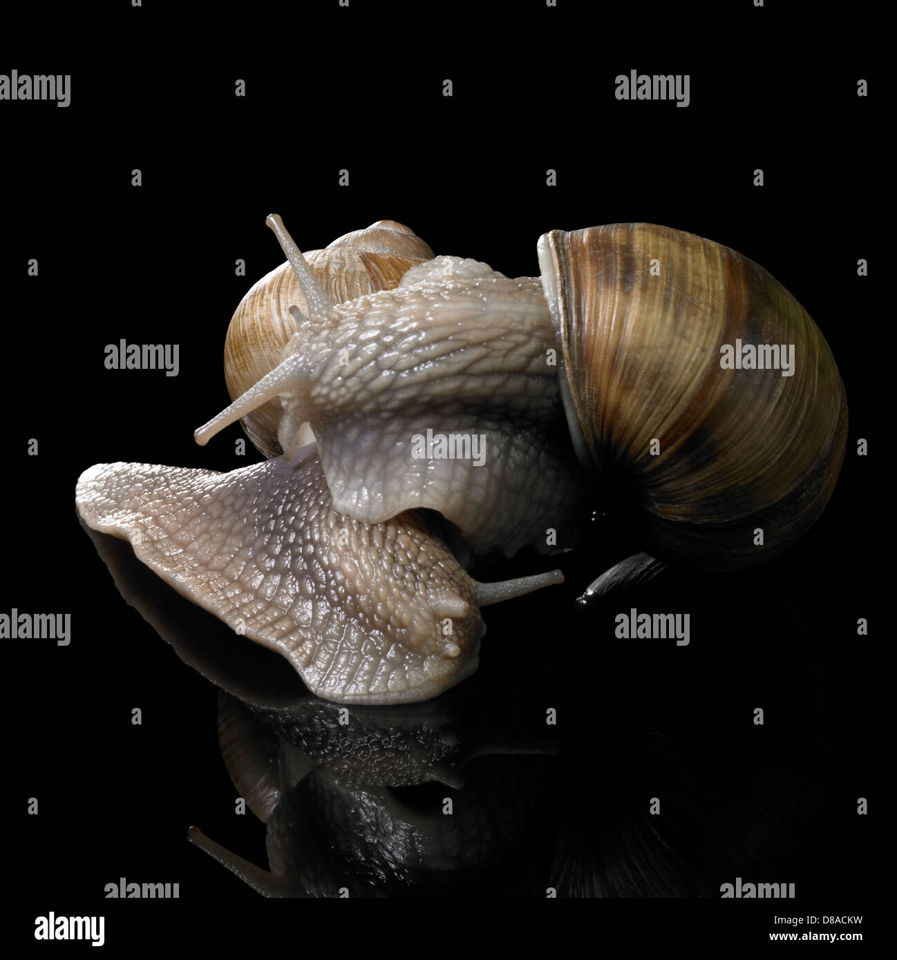 Two snails on each other hi-res stock photography and images - Alamy