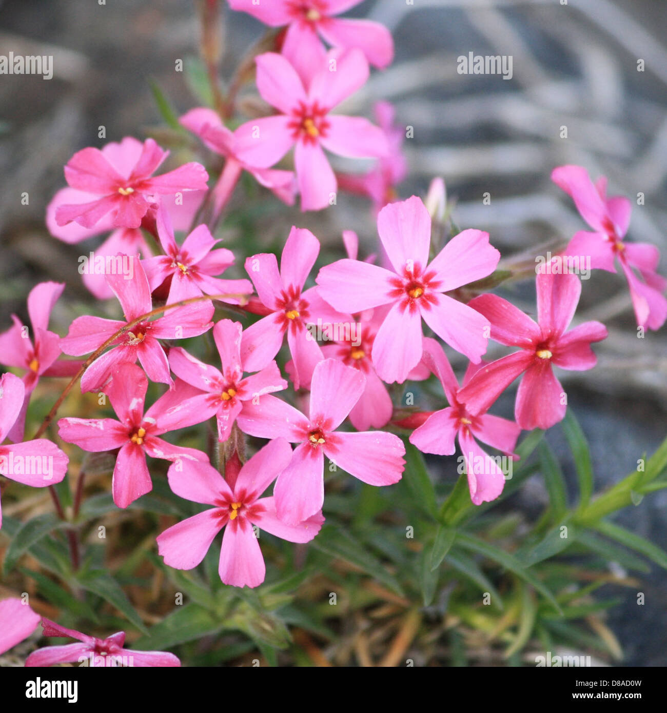 Creeping Phlox is a low-growing perennial plant known for its vibrant ...