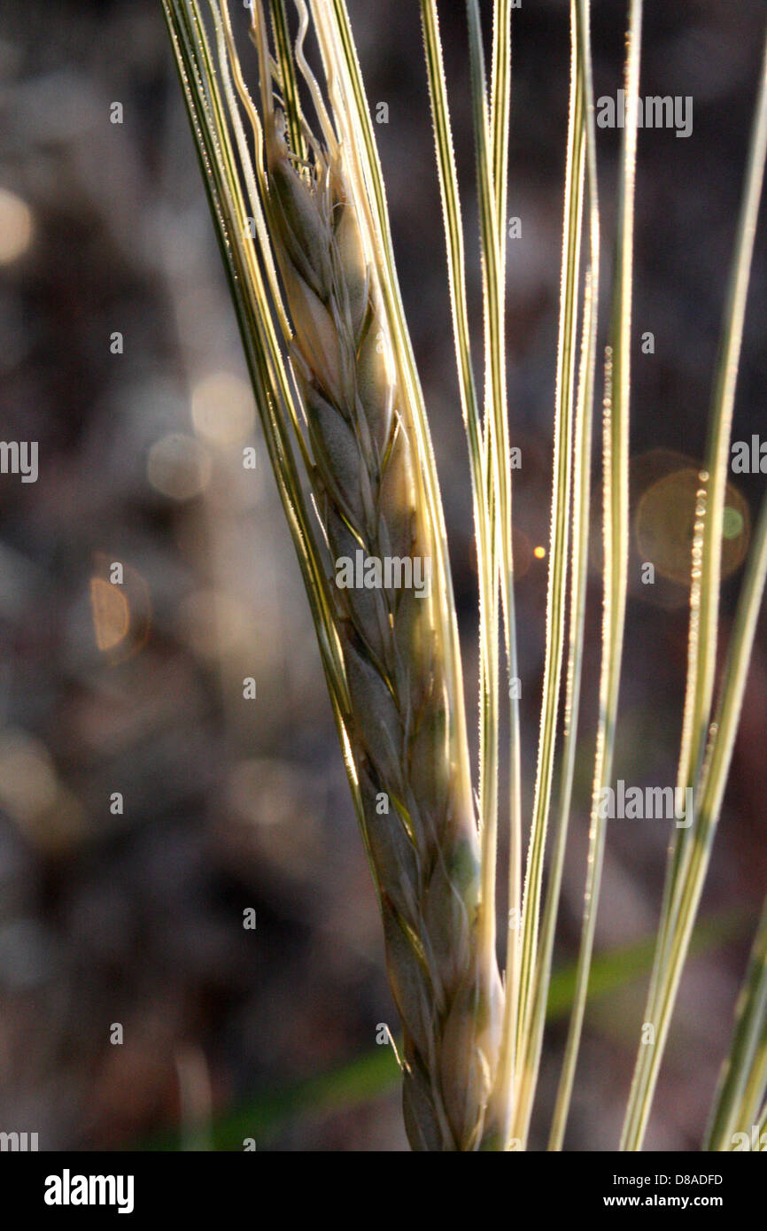 Orchard Grass Seed Head