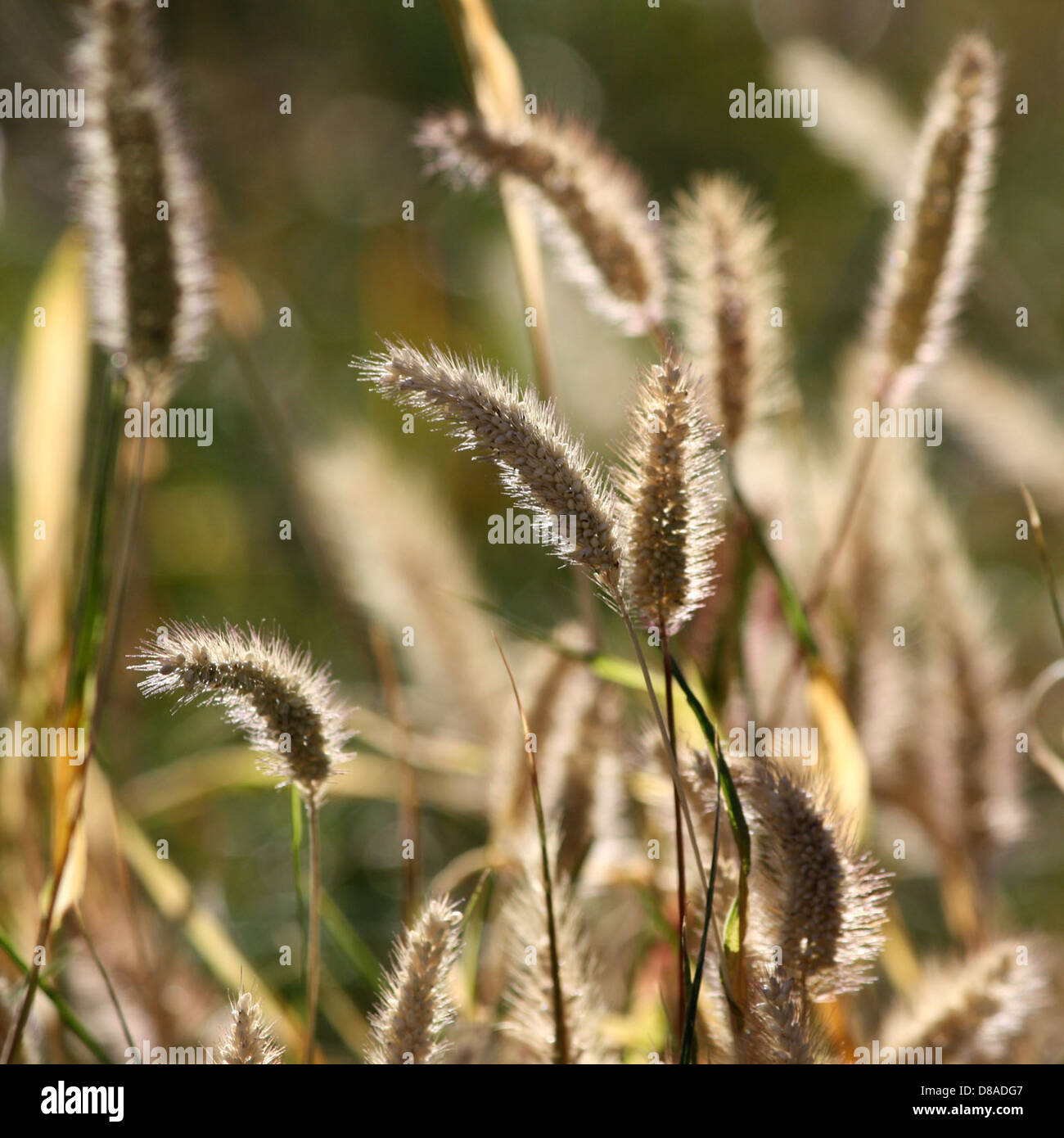 Dry grass seed heads swaying in the breeze, showcasing the intricate ...