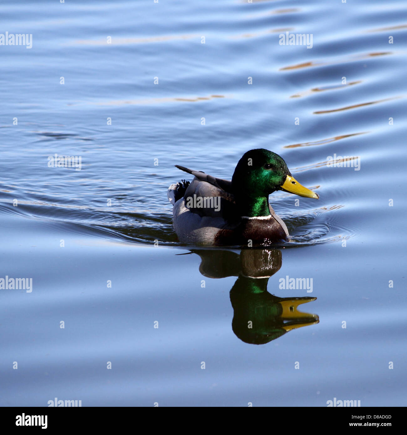 Mallards common species duck hi-res stock photography and images - Alamy