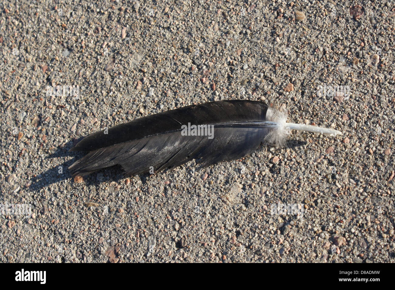 feather lying on cement sidewalk Stock Photo - Alamy