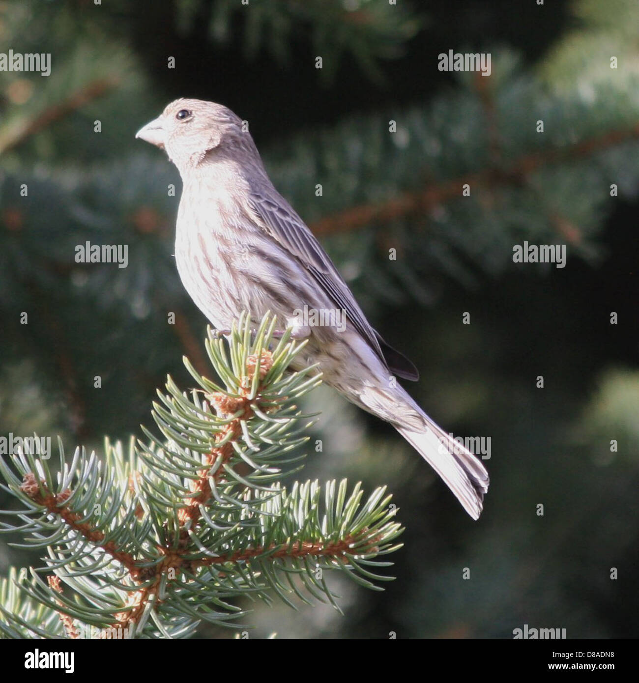 female house finch bird Stock Photo - Alamy