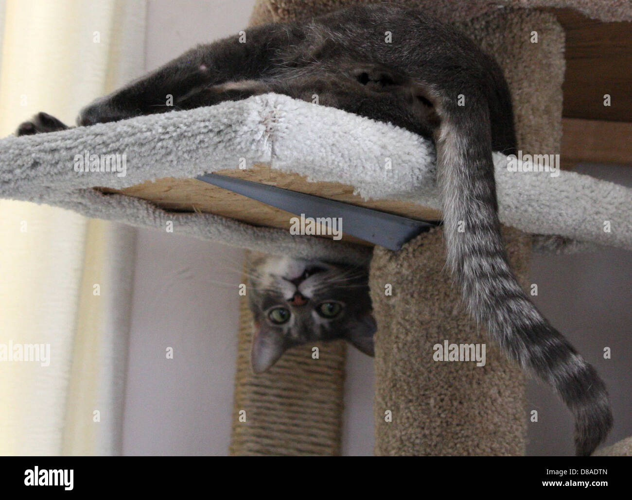 This image shows a cat hanging upside down from a kitty tree, a fun and ...