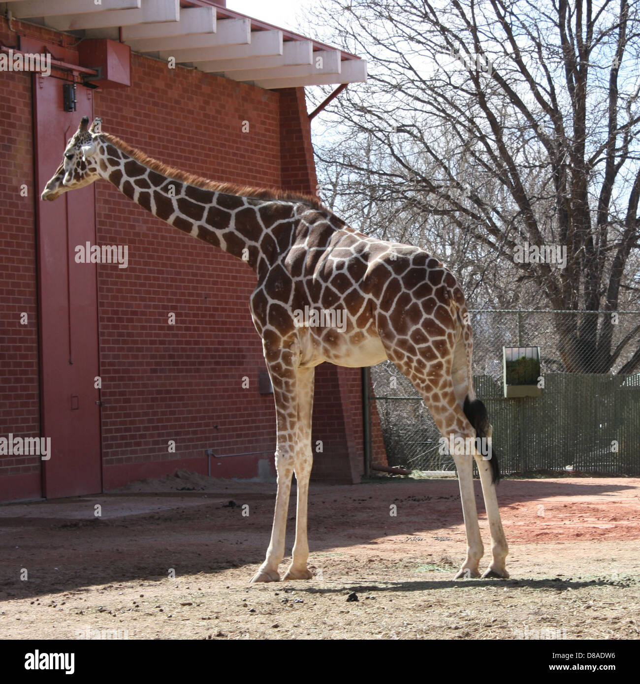A giraffe stands tall at the zoo, providing a close-up view of its long ...
