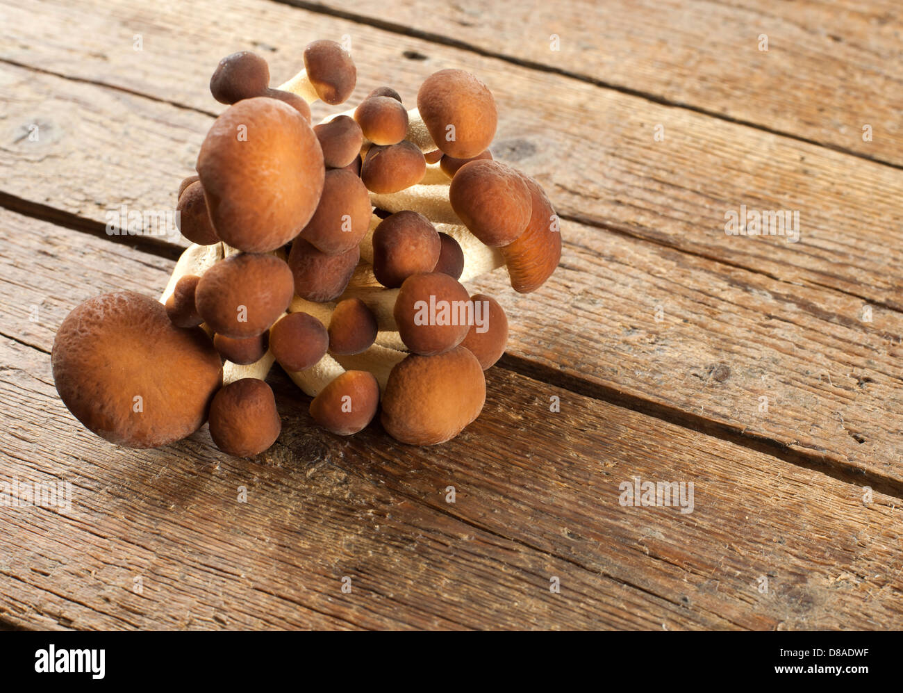 Chiodini hi-res stock photography and images - Alamy