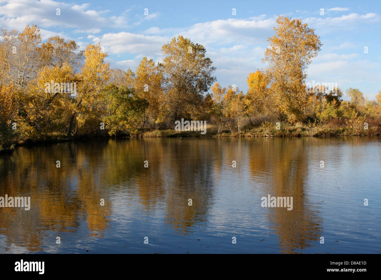 Golden fall foliage from trees is reflected in the calm surface of a ...