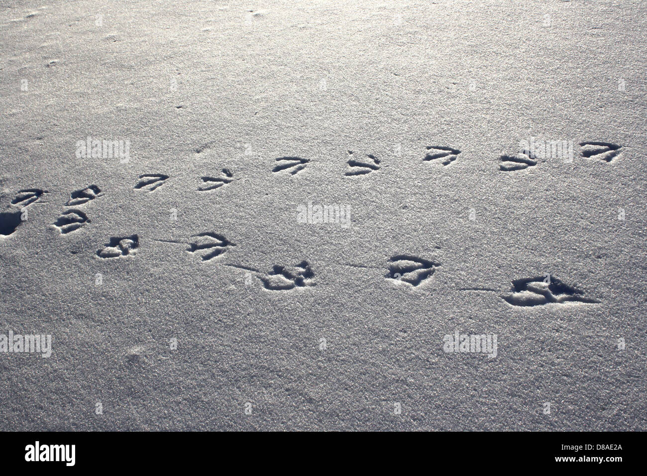 Goose tracks imprinted in fresh snow, leading across the white landscape. The crisp pattern of ...