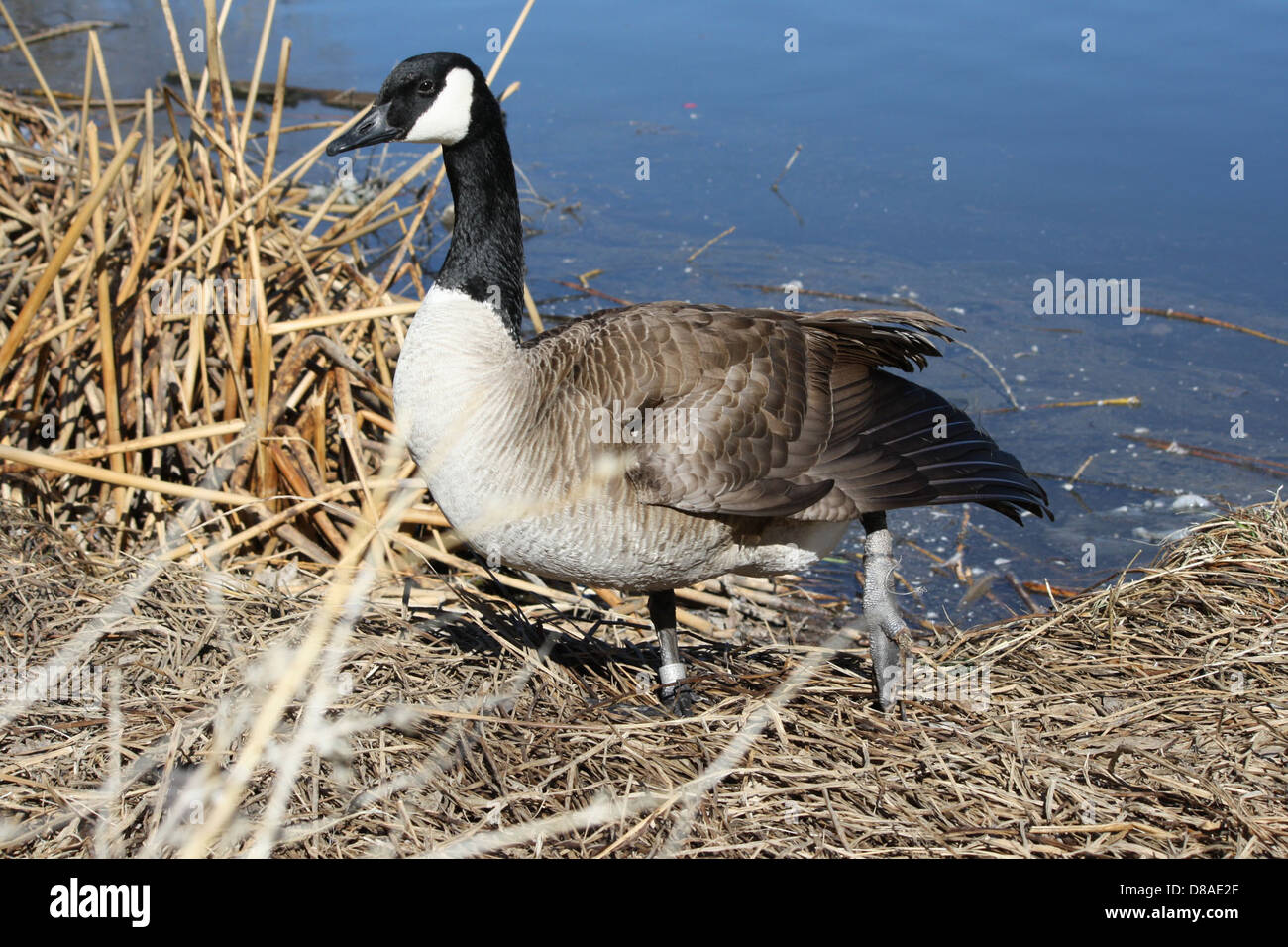 Birds leg hi-res stock photography and images - Alamy
