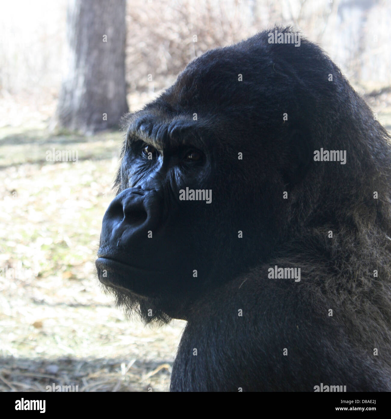 gorilla close up Stock Photo - Alamy