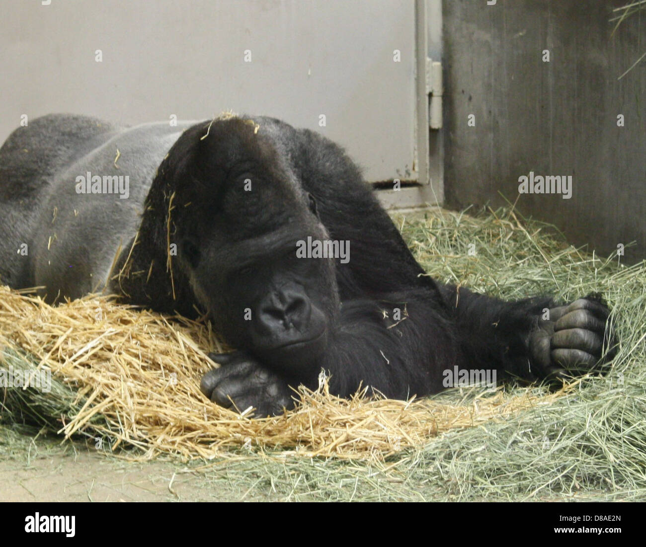 A gorilla sitting with a relaxed posture, showing signs of boredom. The ...