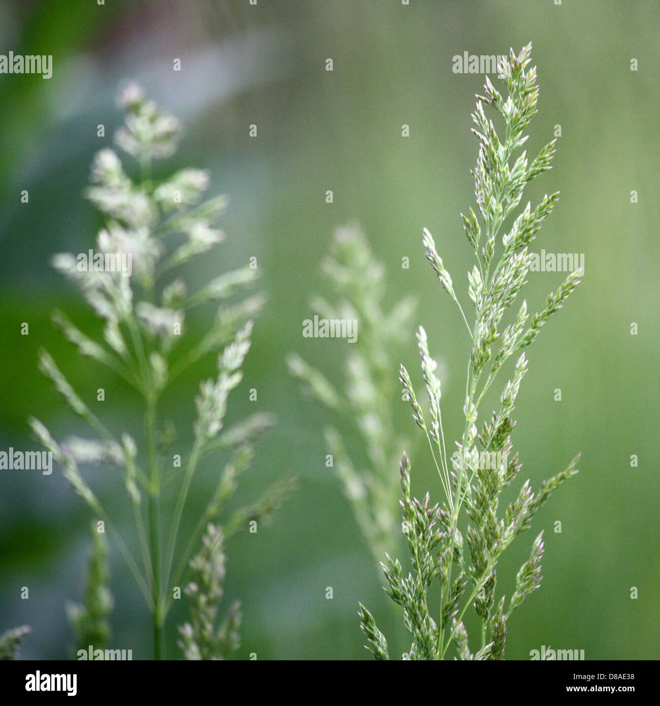 Plants lifecycle hi-res stock photography and images - Alamy