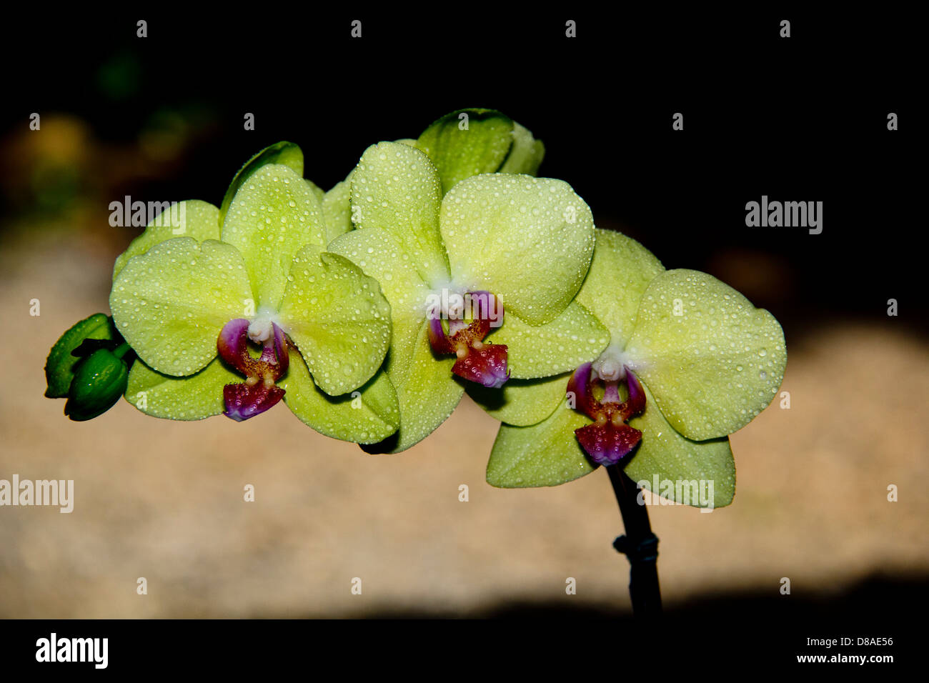 Brazilian orchids hi-res stock photography and images - Alamy