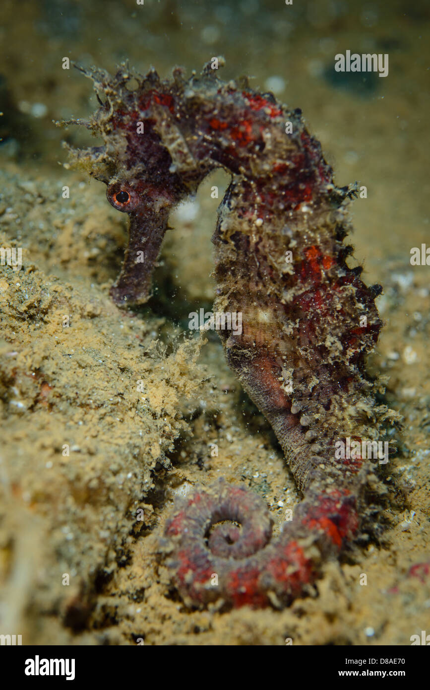 Seahorse close up hi-res stock photography and images - Alamy