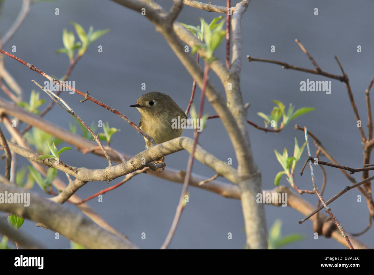 Ruby-crowned Kinglet (Regulus calendula Stock Photo - Alamy