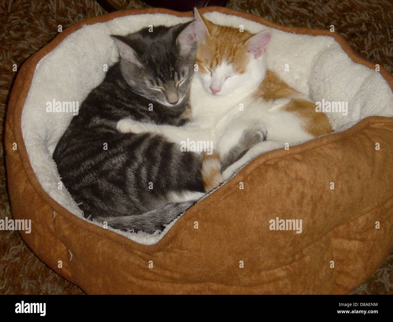 Heartwarming kittens hi-res stock photography and images - Alamy