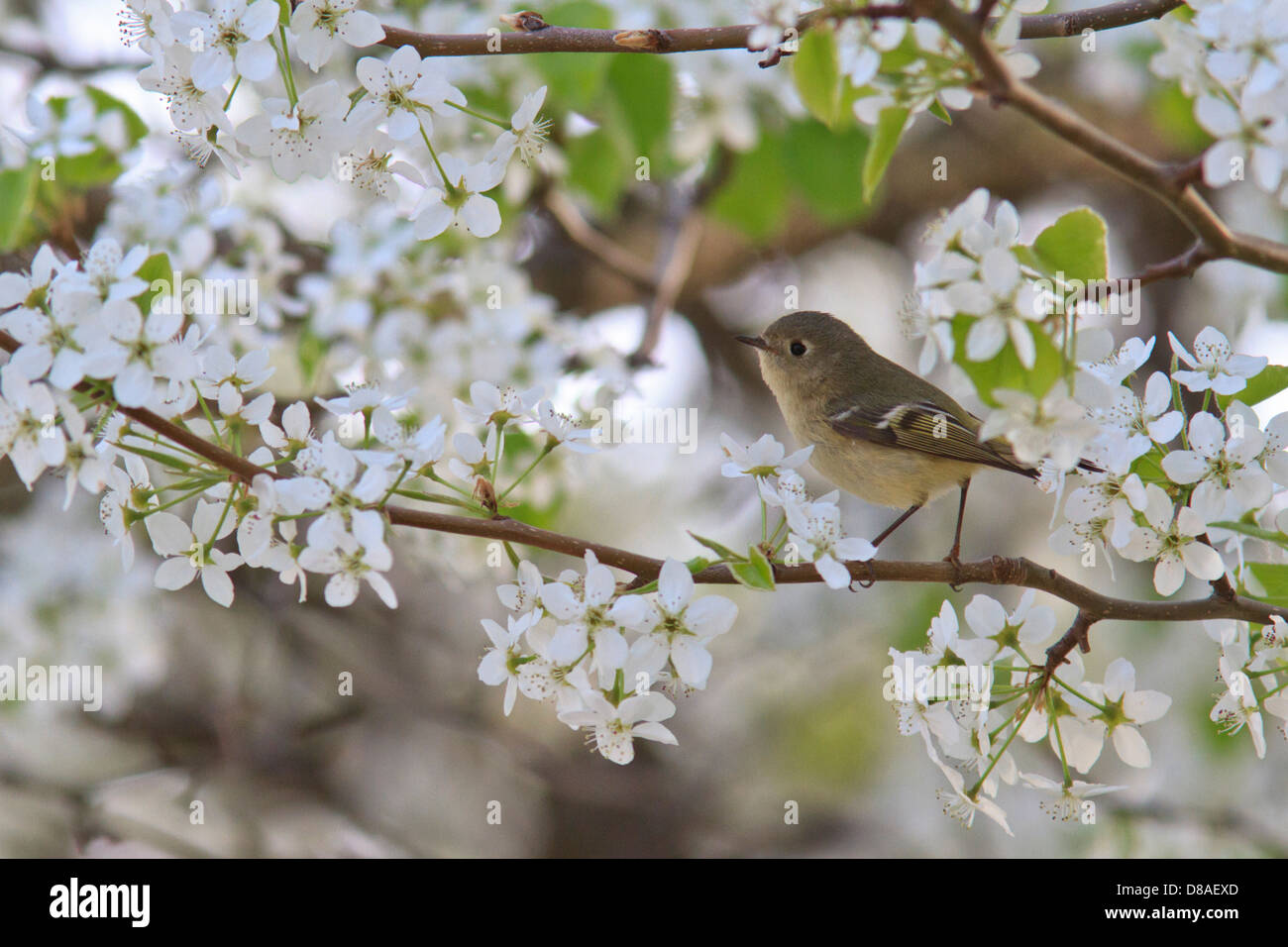 Ruby-crowned Kinglet (Regulus calendula Stock Photo - Alamy