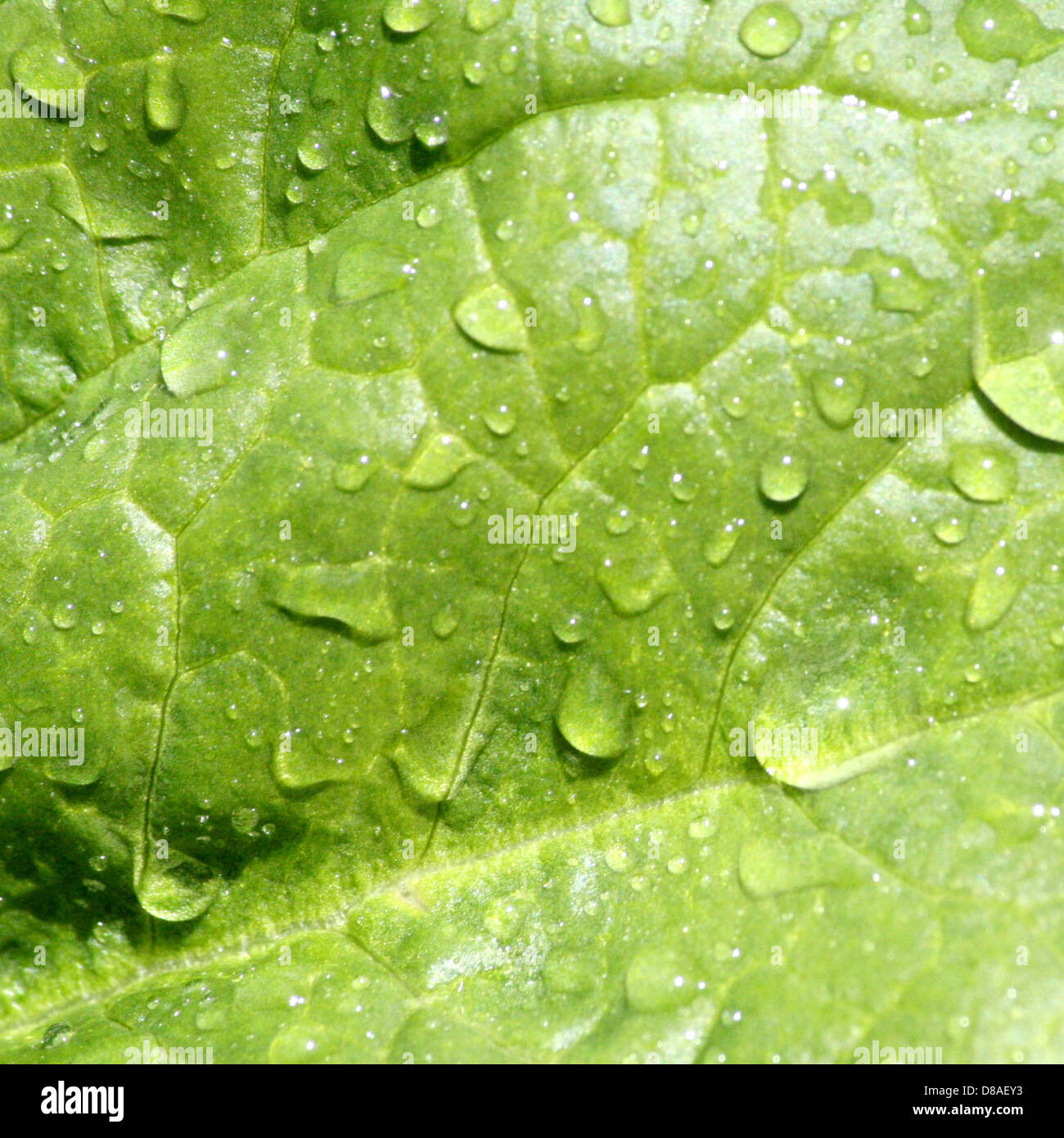 leaf with water droplets texture Stock Photo - Alamy