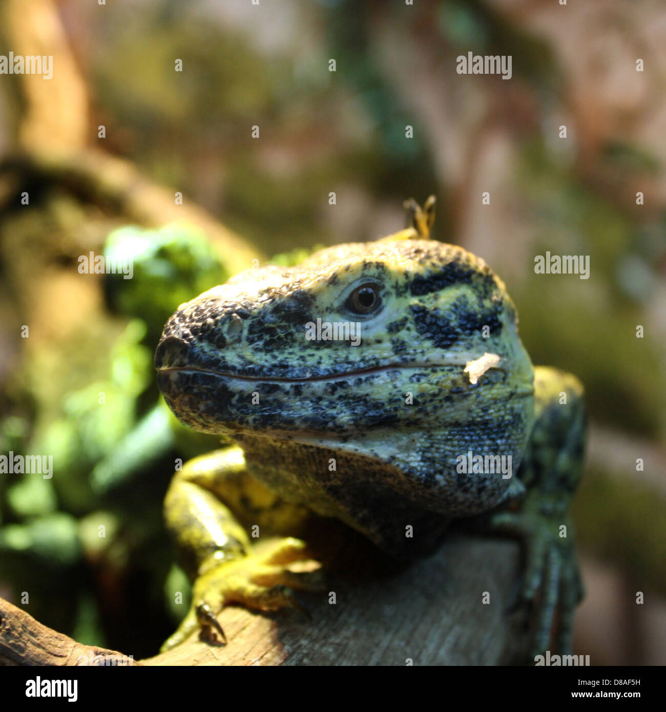 A close-up shot of a lizard, focusing on its detailed features, such as ...