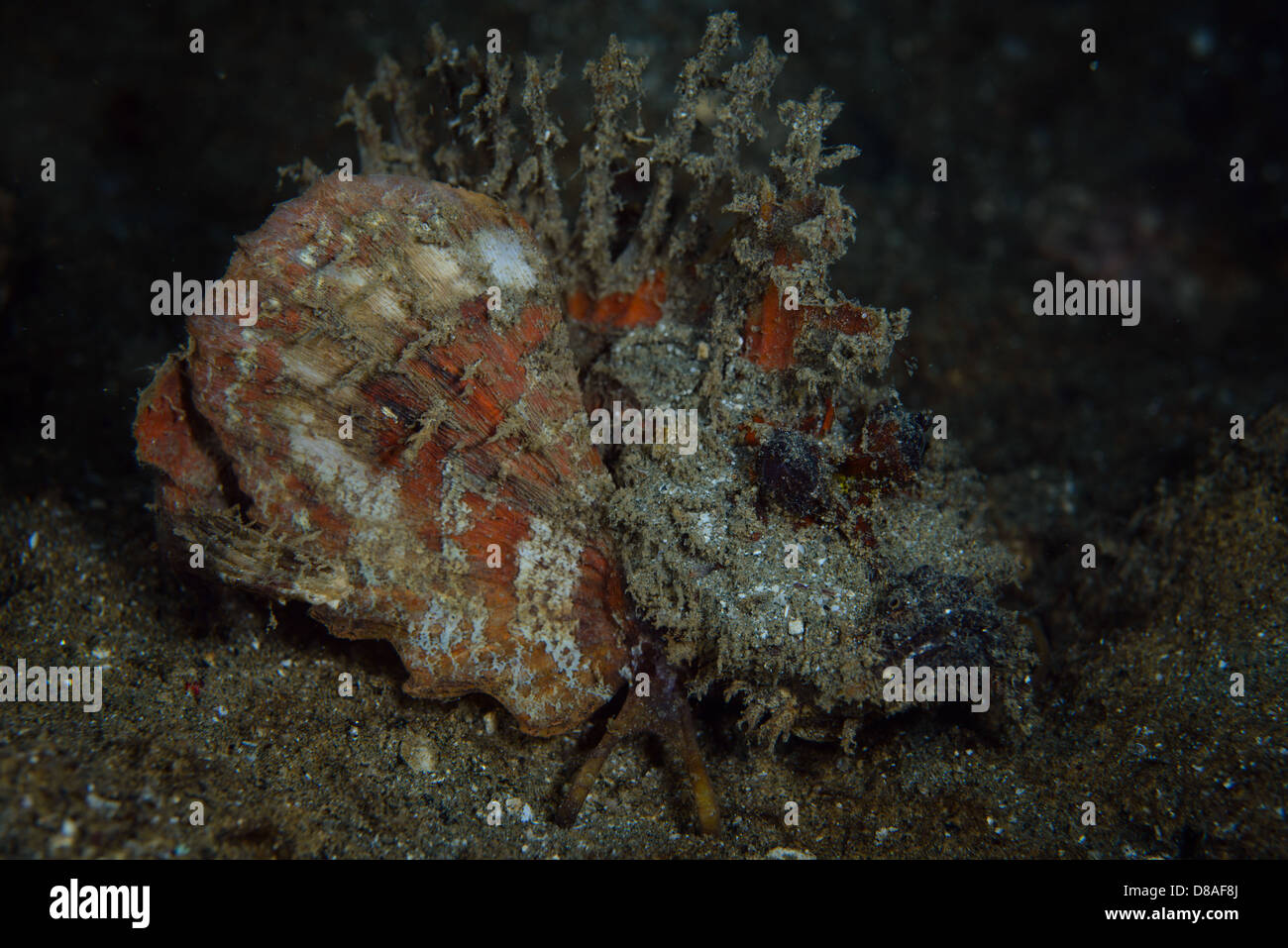 A Spiny Devilfish of the family of stonefish Stock Photo - Alamy