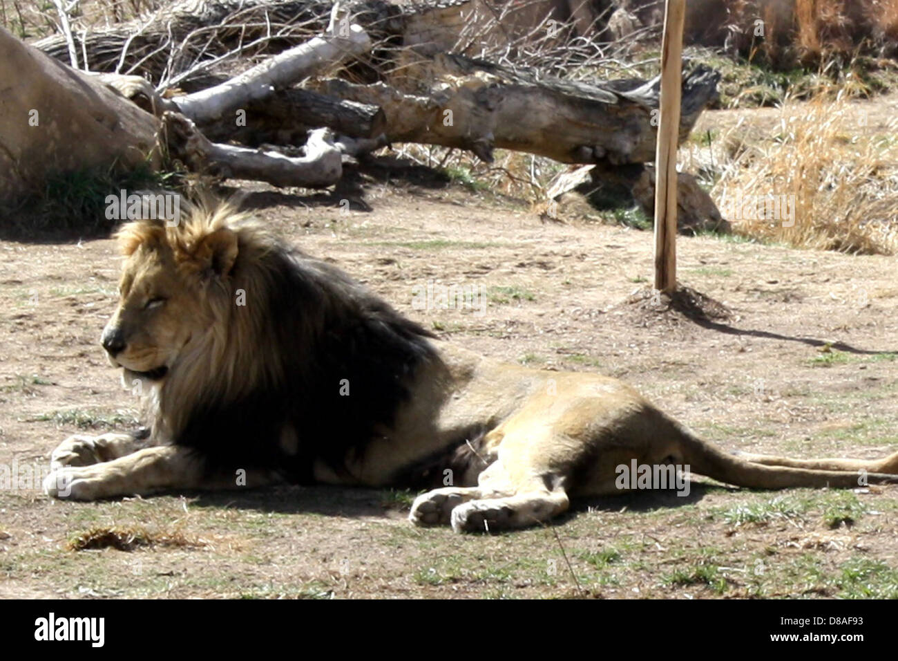 A male lion with a full mane is seen in its natural habitat. Known as ...