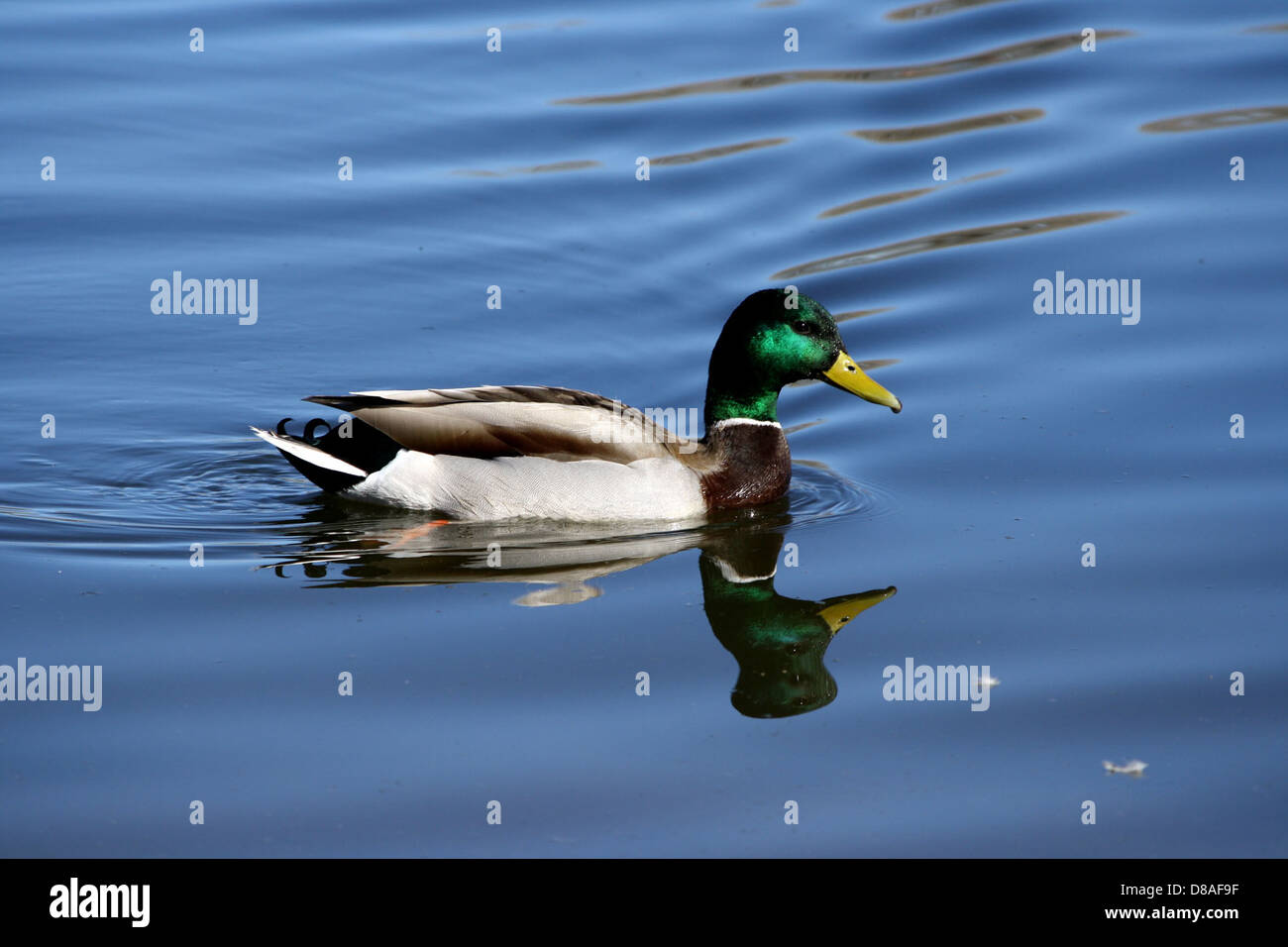 Mallard duck identification hi-res stock photography and images - Alamy
