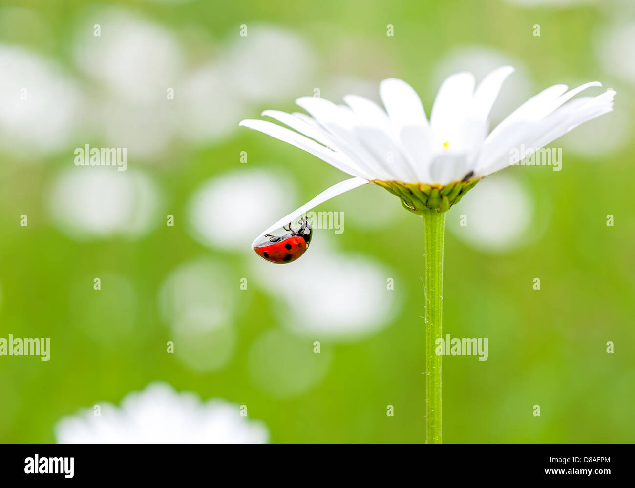 Ladybird hanging on to the edge of the petal of a daisy flower Stock ...