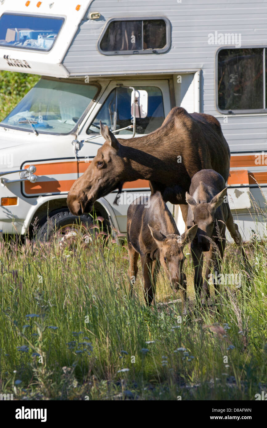 Alaska moose rv hi-res stock photography and images - Alamy