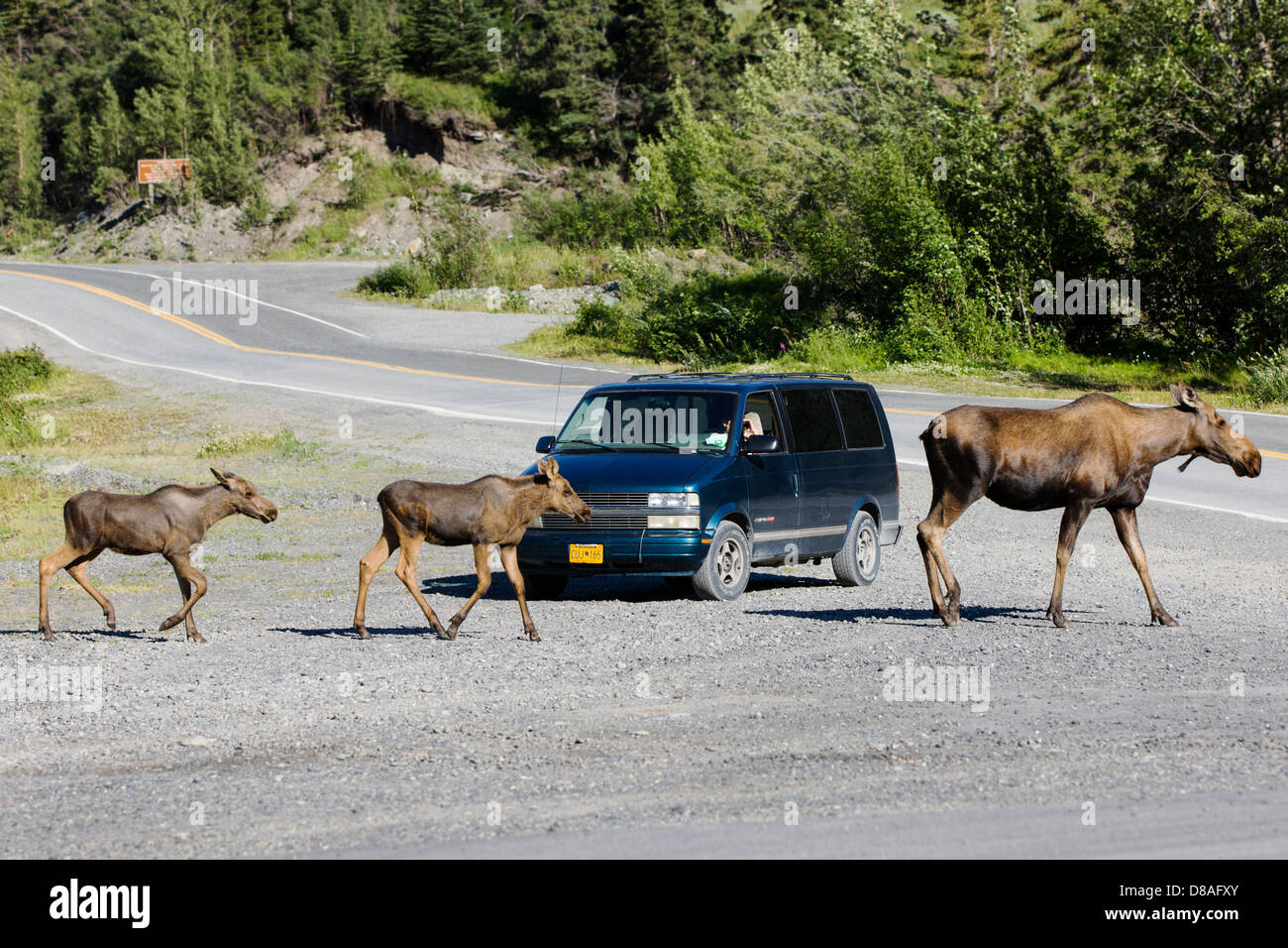 Moose and car hi-res stock photography and images - Alamy