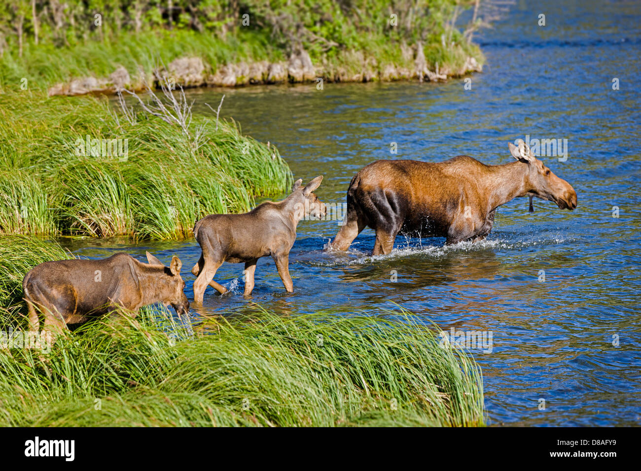 Female Moose and two calves swimming in the Town Lake, Chitina, Alaska ...