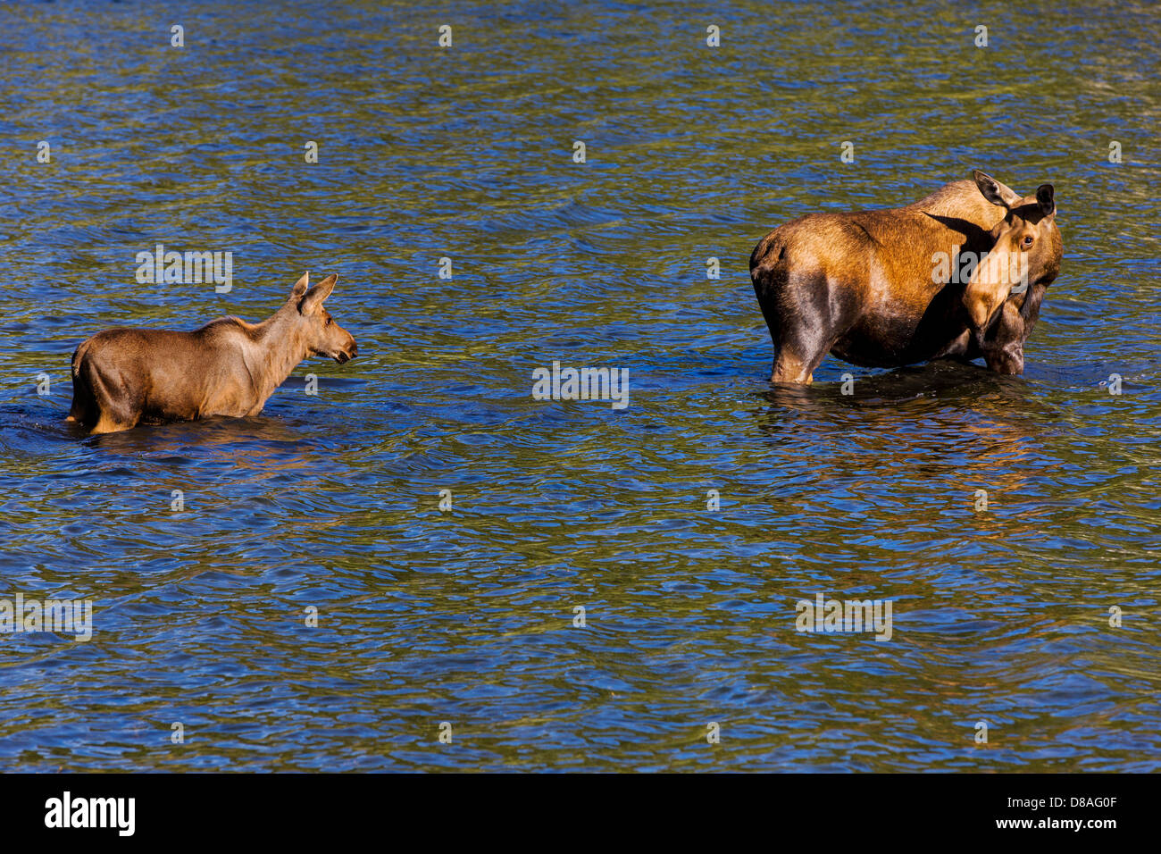 Moose calf swimming hi-res stock photography and images - Alamy