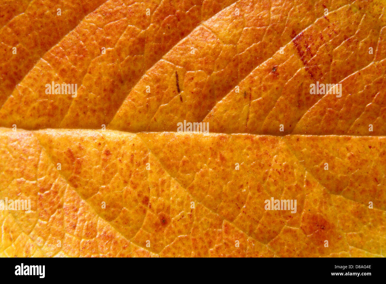A close-up view of an orange leaf, showcasing the intricate veins and ...