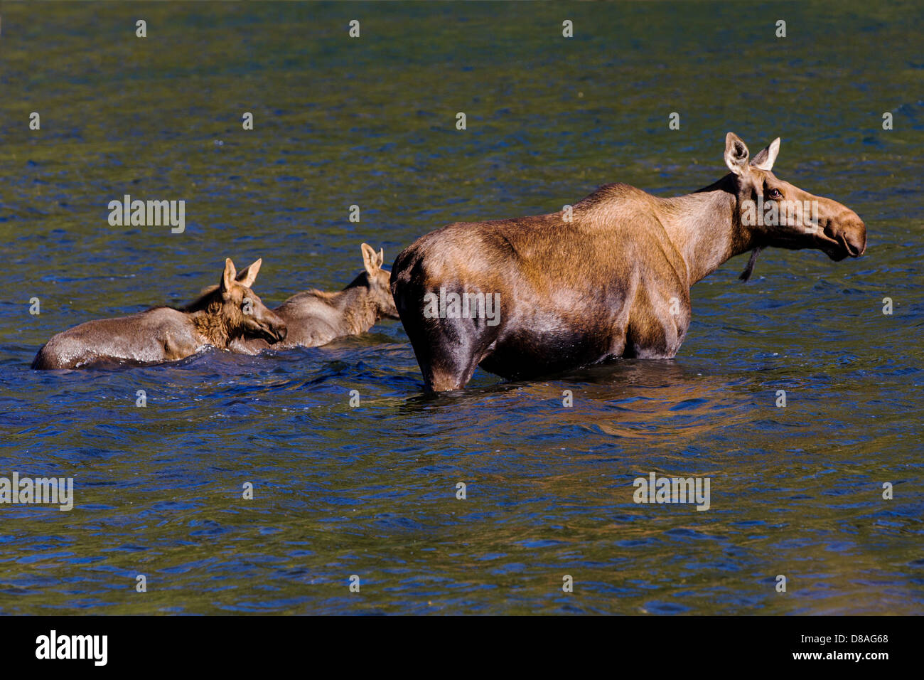 Female Moose and two calves swimming in the Town Lake, Chitina, Alaska ...