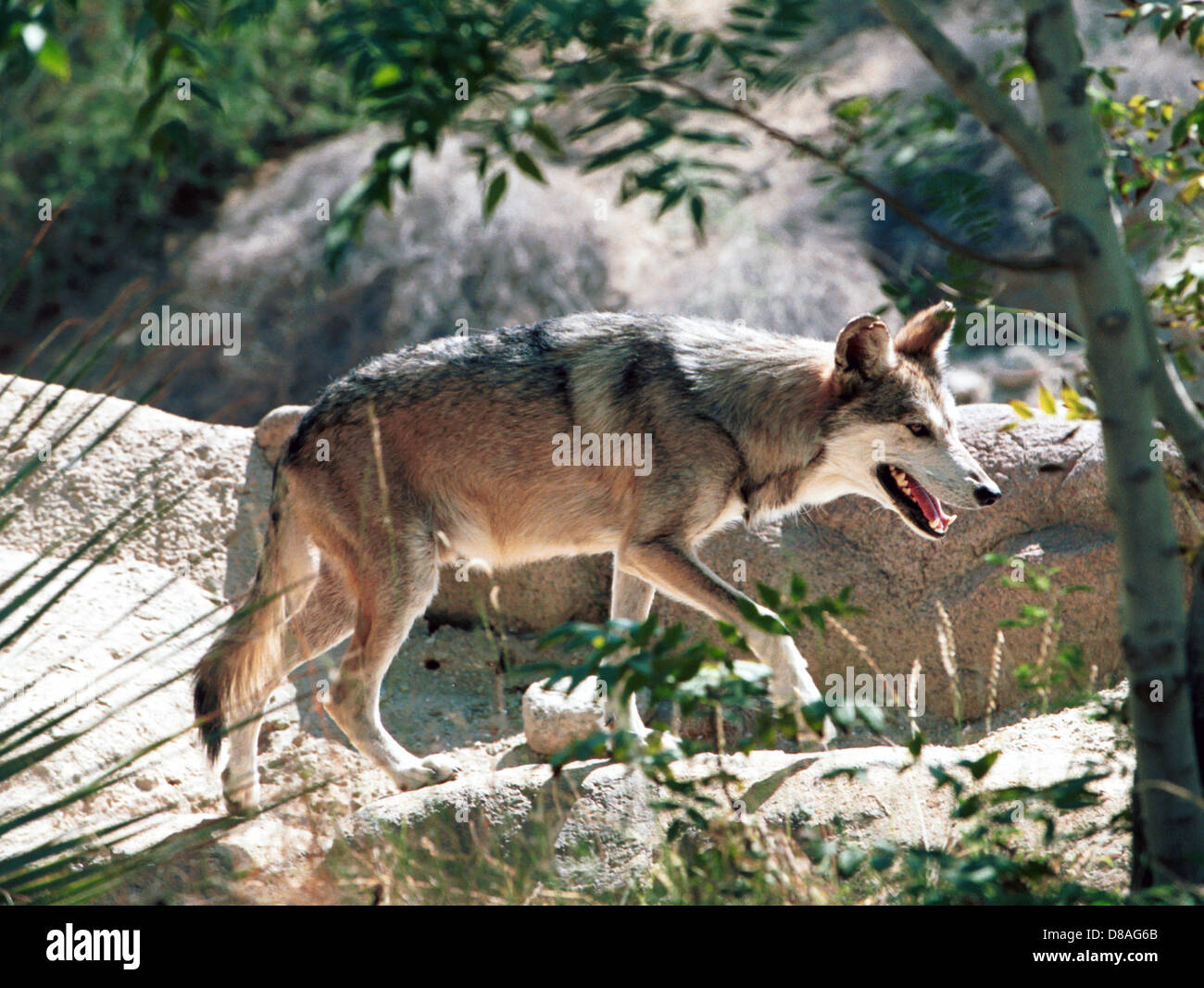 Smallest of gray wolf subspecies hi-res stock photography and images ...