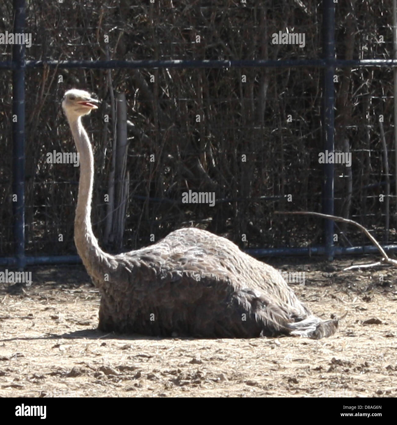 An ostrich (Struthio camelus), the world’s largest bird, standing tall ...