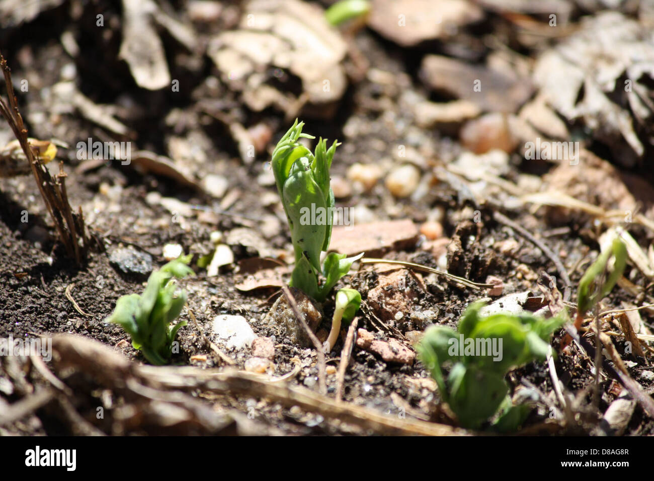 pea sprouts in spring garden Stock Photo - Alamy