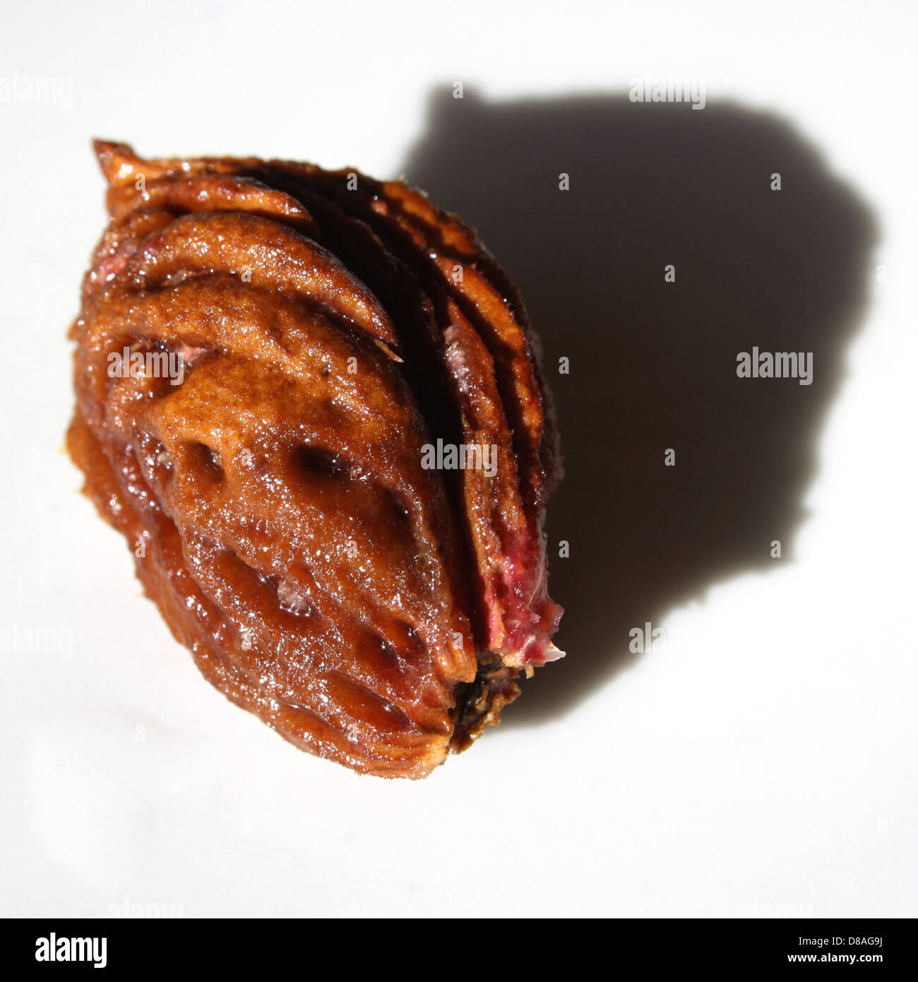 A close-up image of a peach pit, the stone or seed inside a peach fruit ...