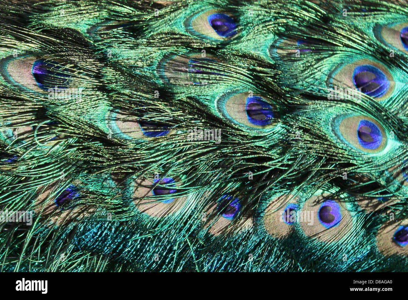 A close-up of peacock feathers showcasing their intricate texture ...
