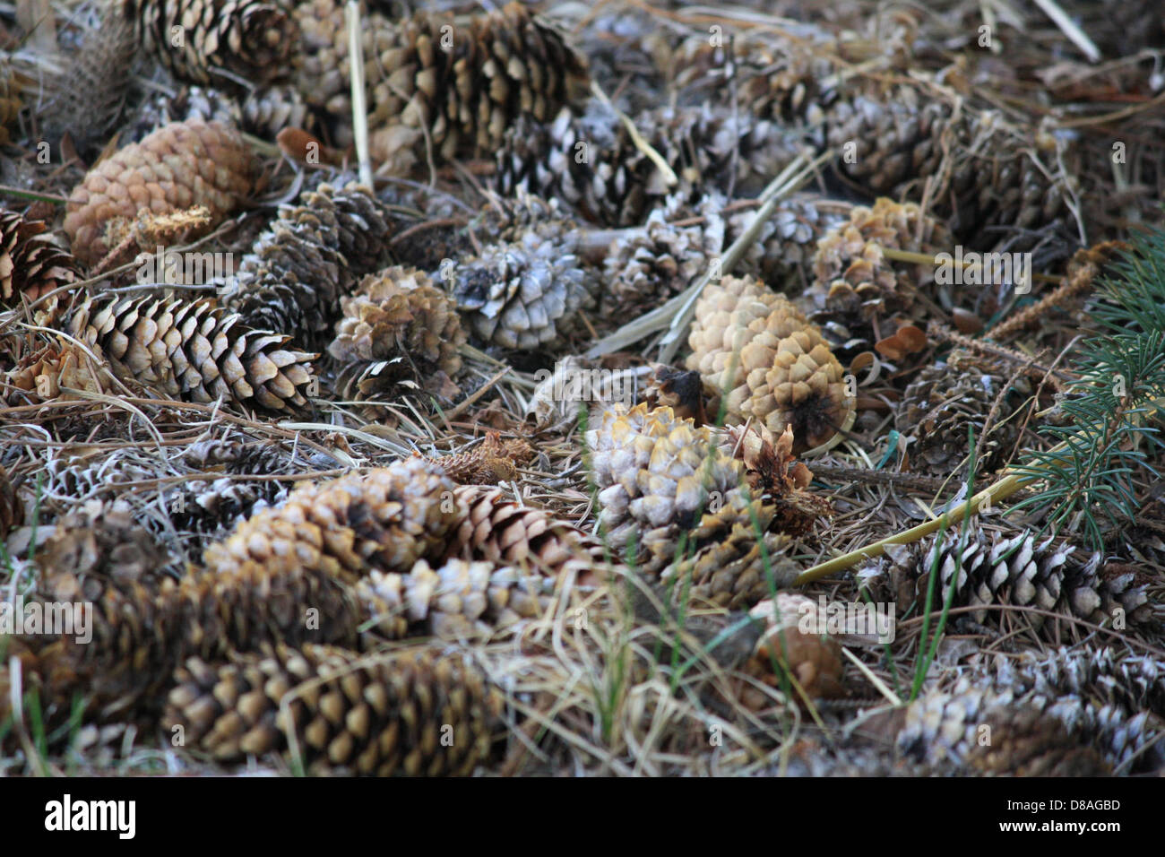 A collection of pine cones, showcasing their textured surfaces and ...