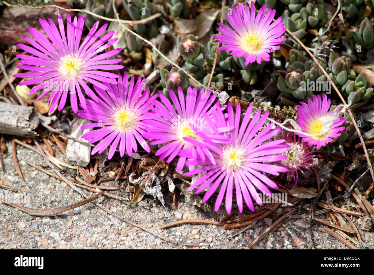 pink ice plant flowers close up Stock Photo - Alamy