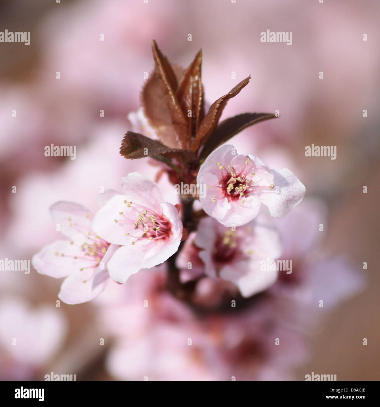 plum blossoms and sprouting leaves Stock Photo - Alamy