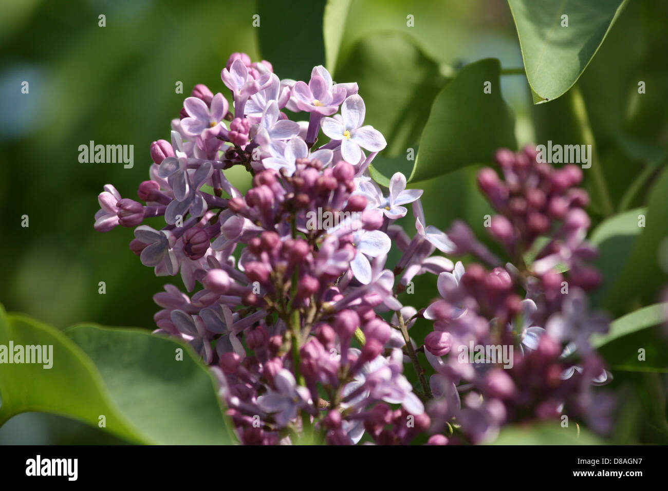 purple lilac flowers and buds Stock Photo - Alamy