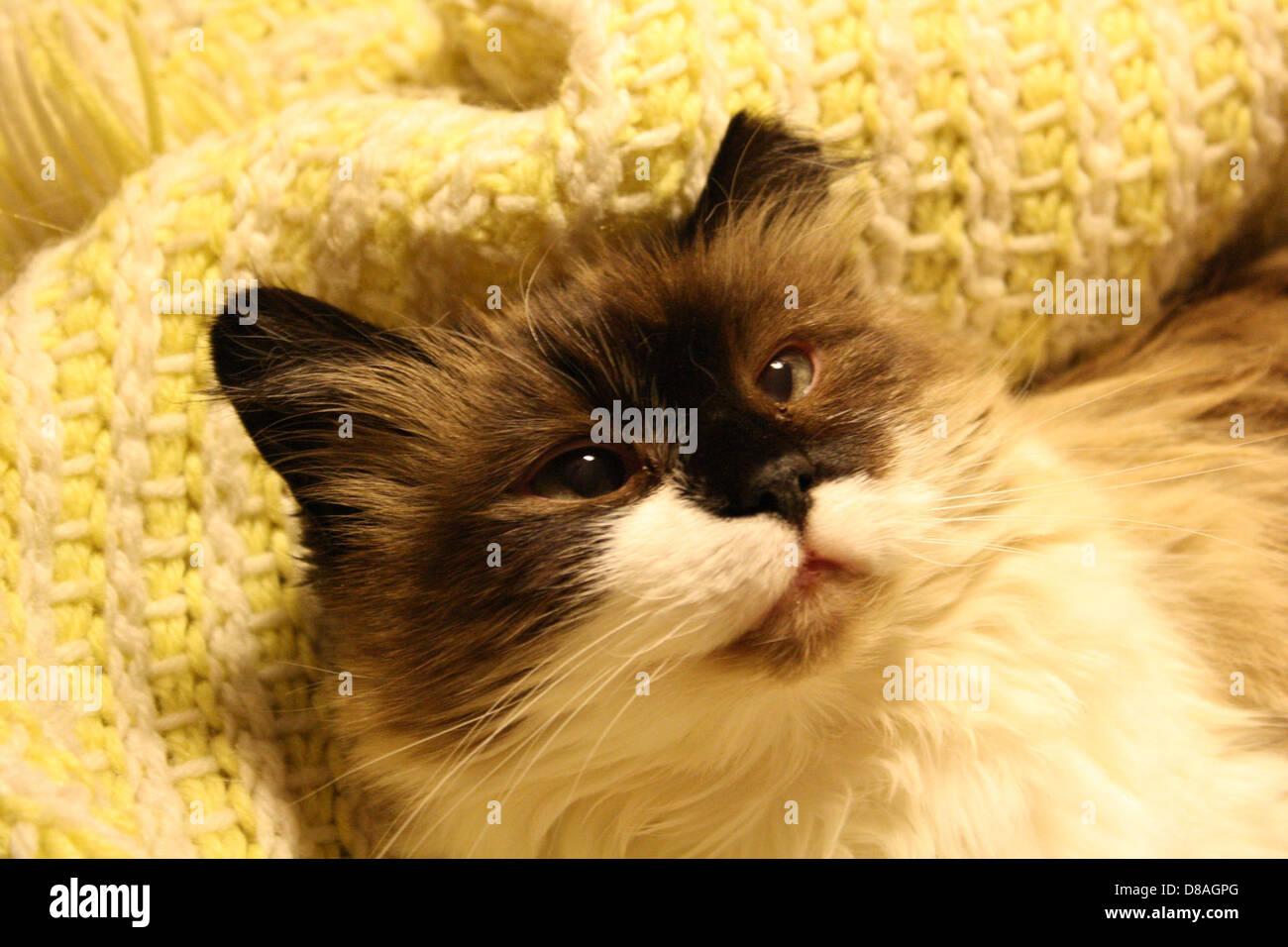 A Ragdoll cat with a cropped ear, known for its striking blue eyes and ...