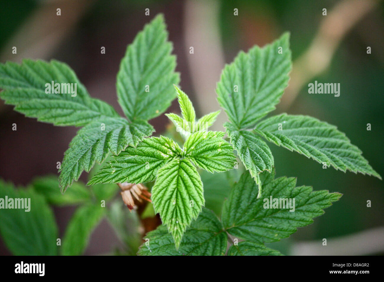 Raspberry leaves are shown in close-up, highlighting their green ...