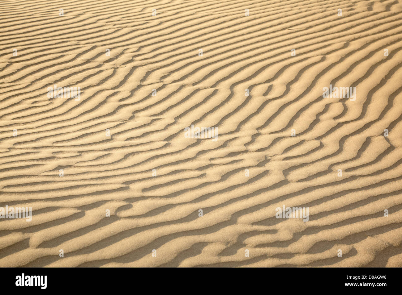Sand dunes of desert Thar in Rajasthan, India Stock Photo - Alamy