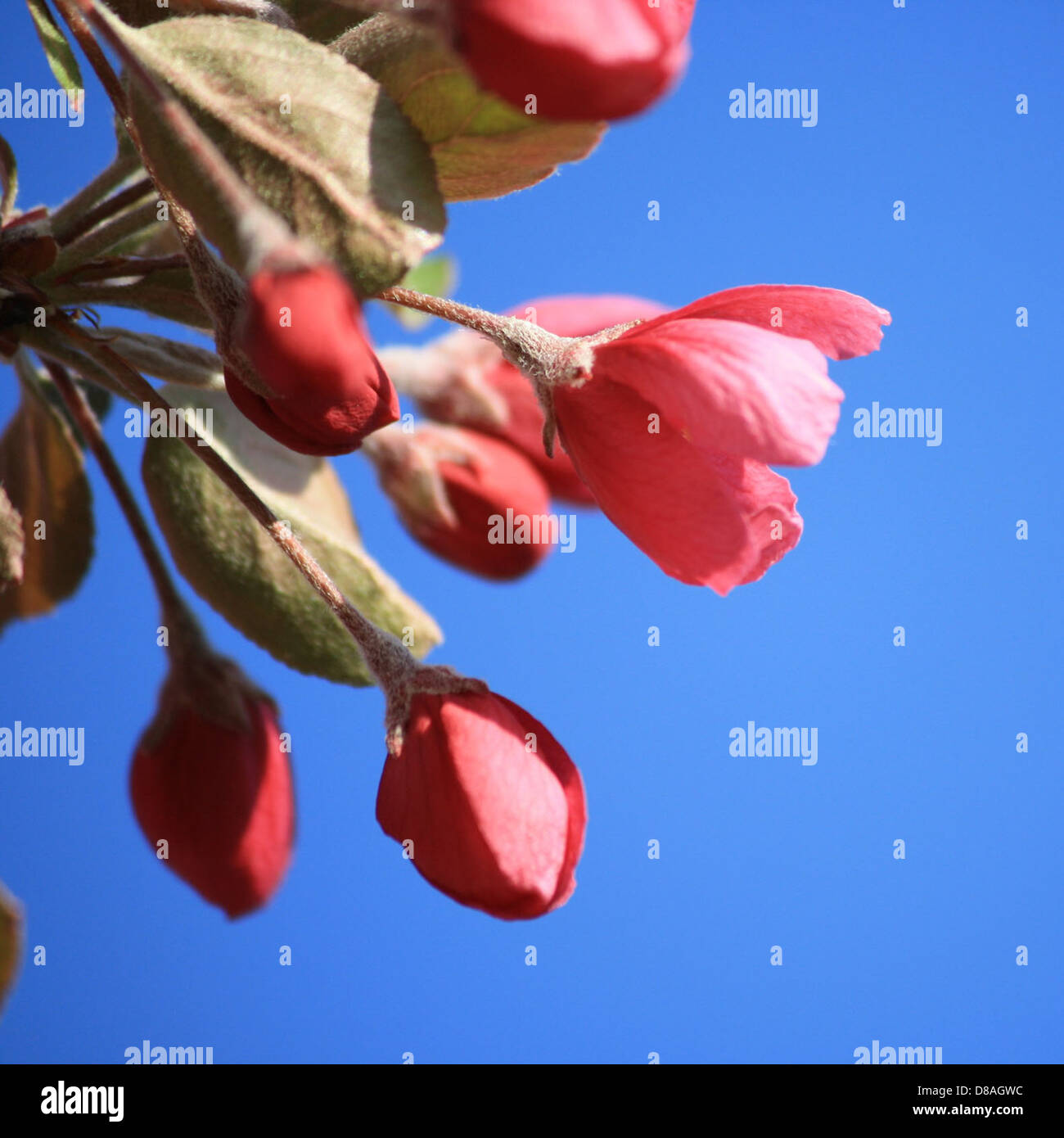Bud stage of plant development hi-res stock photography and images - Alamy