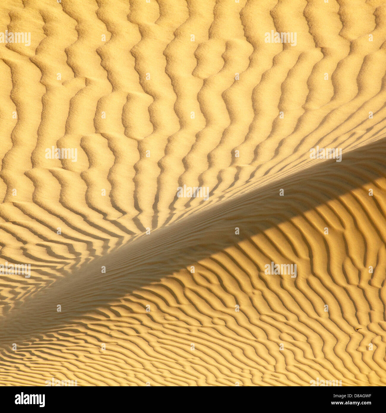 Sand dunes of desert Thar in Rajasthan, India Stock Photo - Alamy