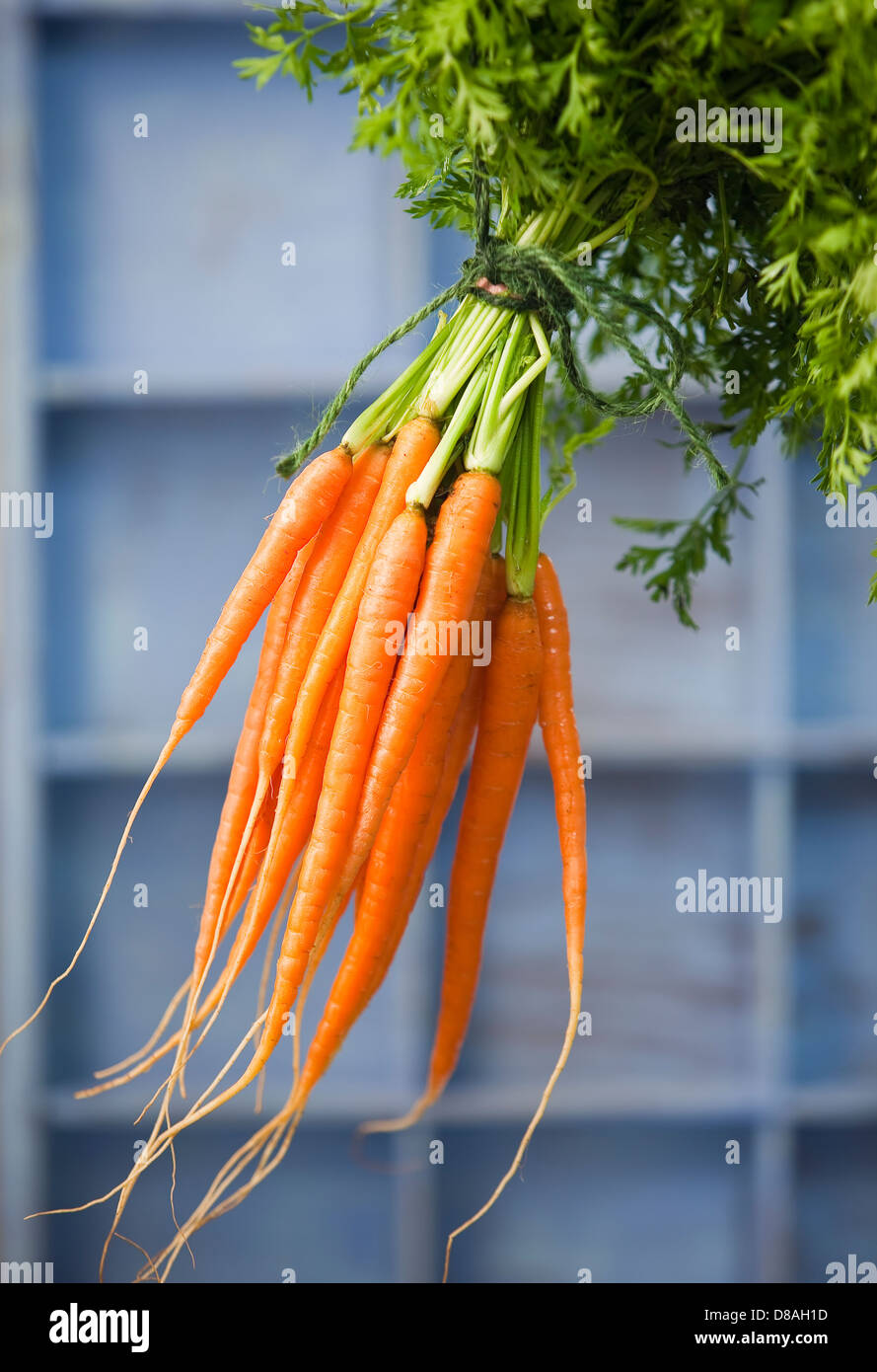 A bunch of fresh Dutch carrots with green tops still in tact, tied ...